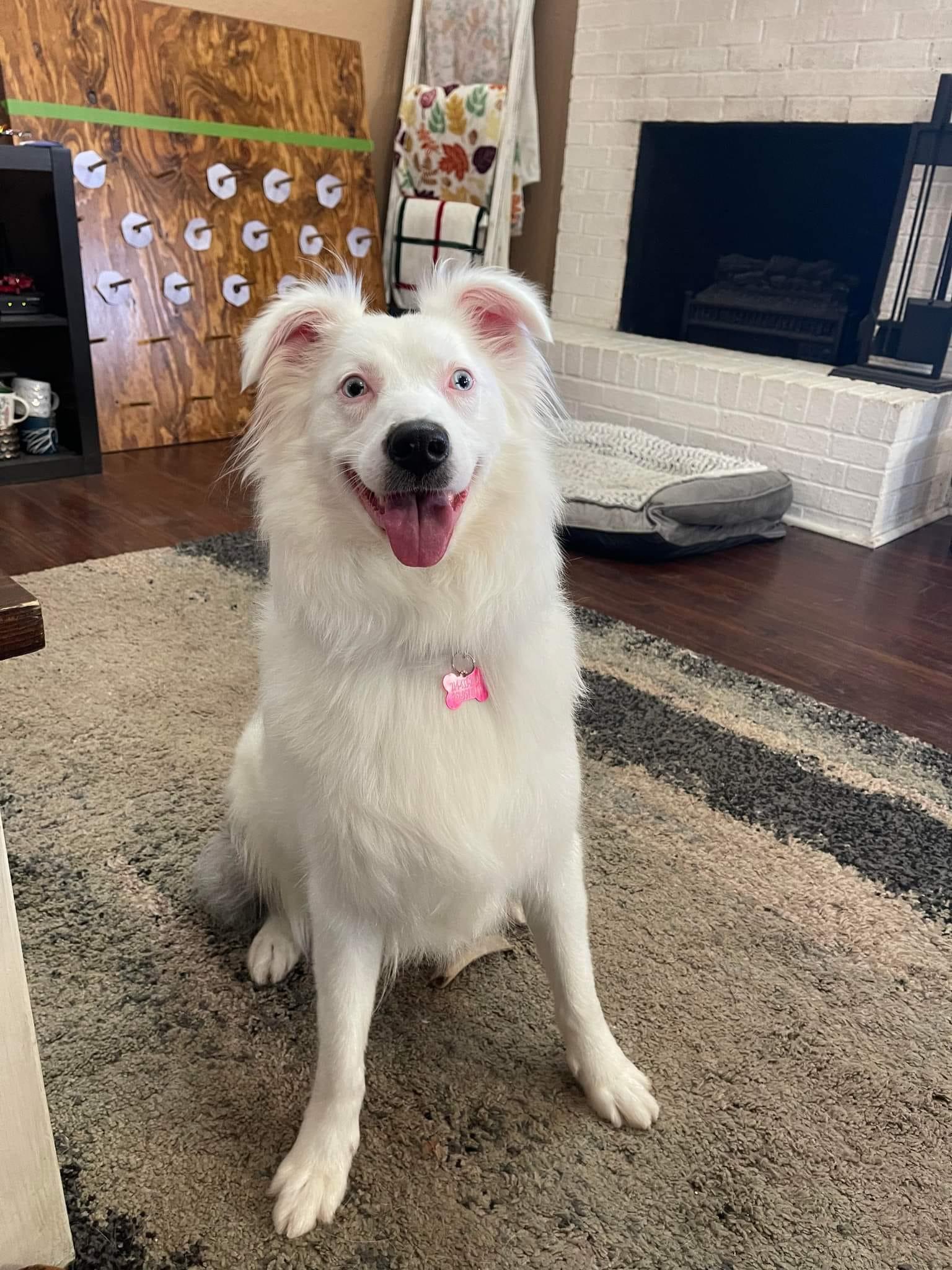 Surrender Your Pet – Pink Heart Rescue