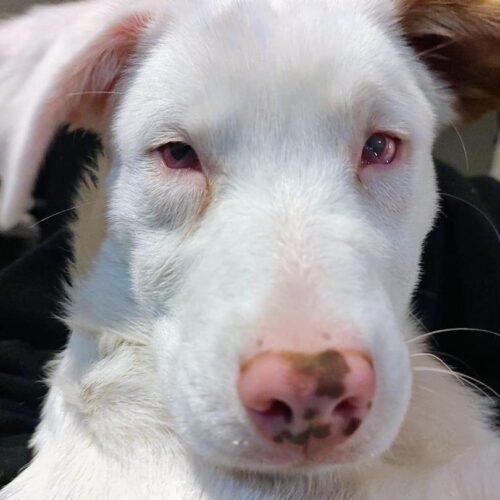 Forever Foster Dogs – Pink Heart Rescue