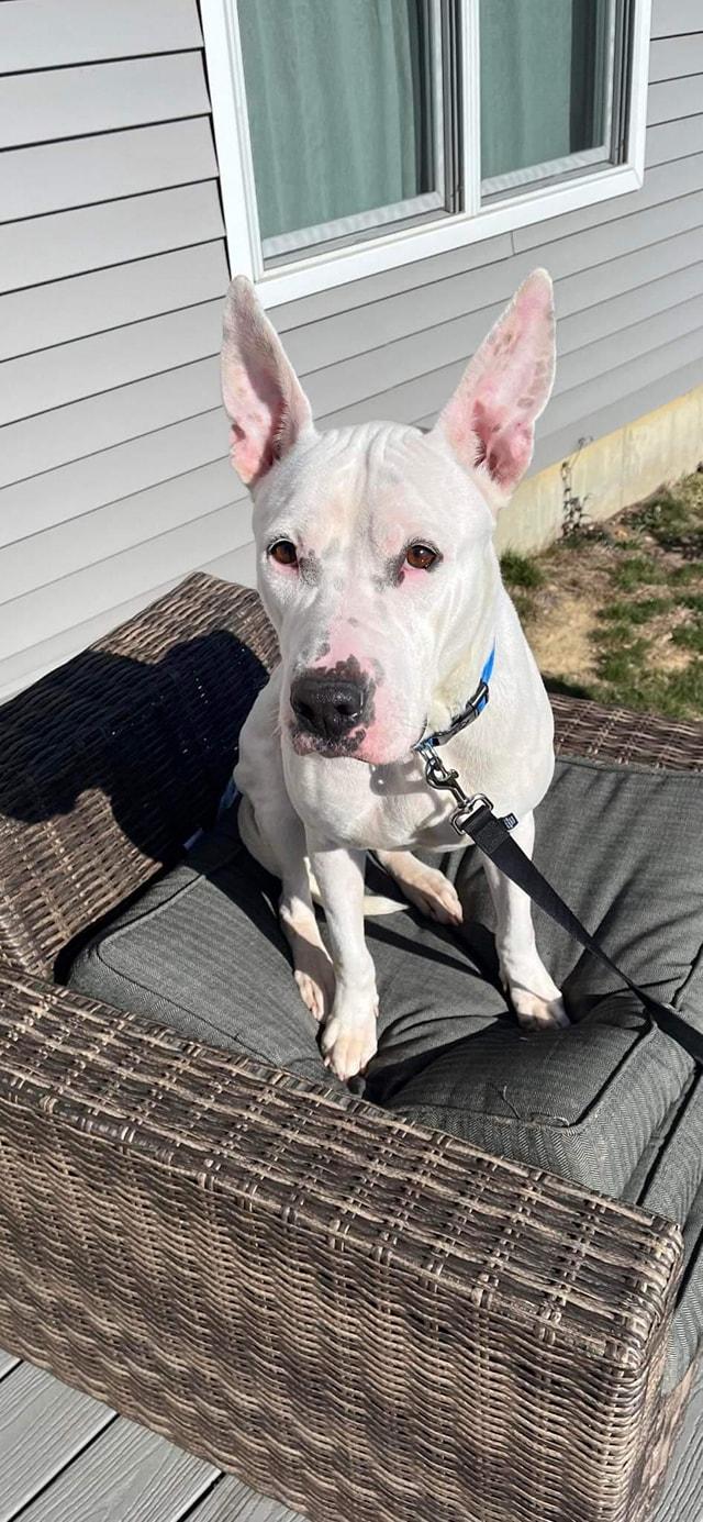 Adoption Process – Pink Heart Rescue