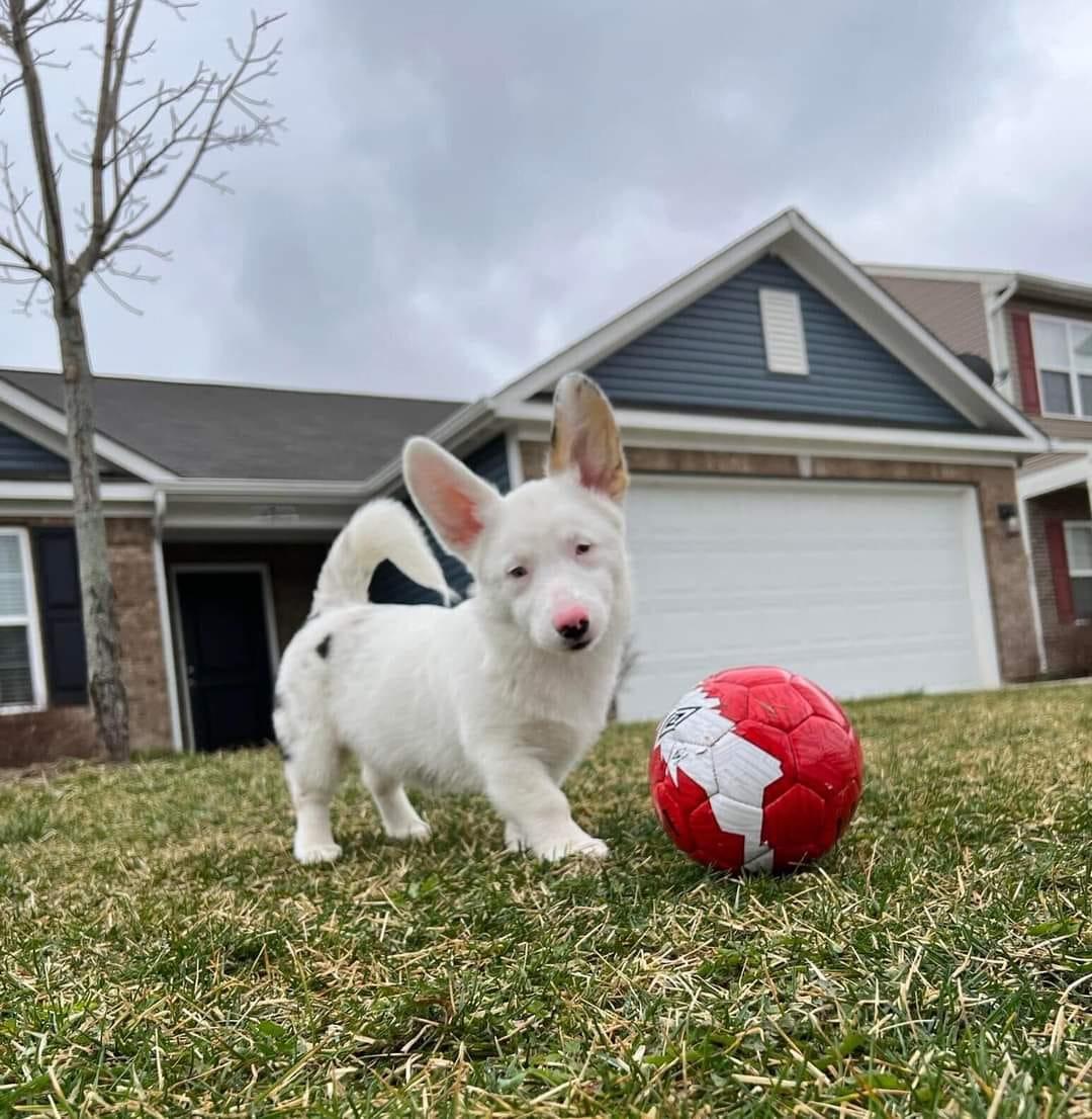 Happy Tails Dogs – Pink Heart Rescue