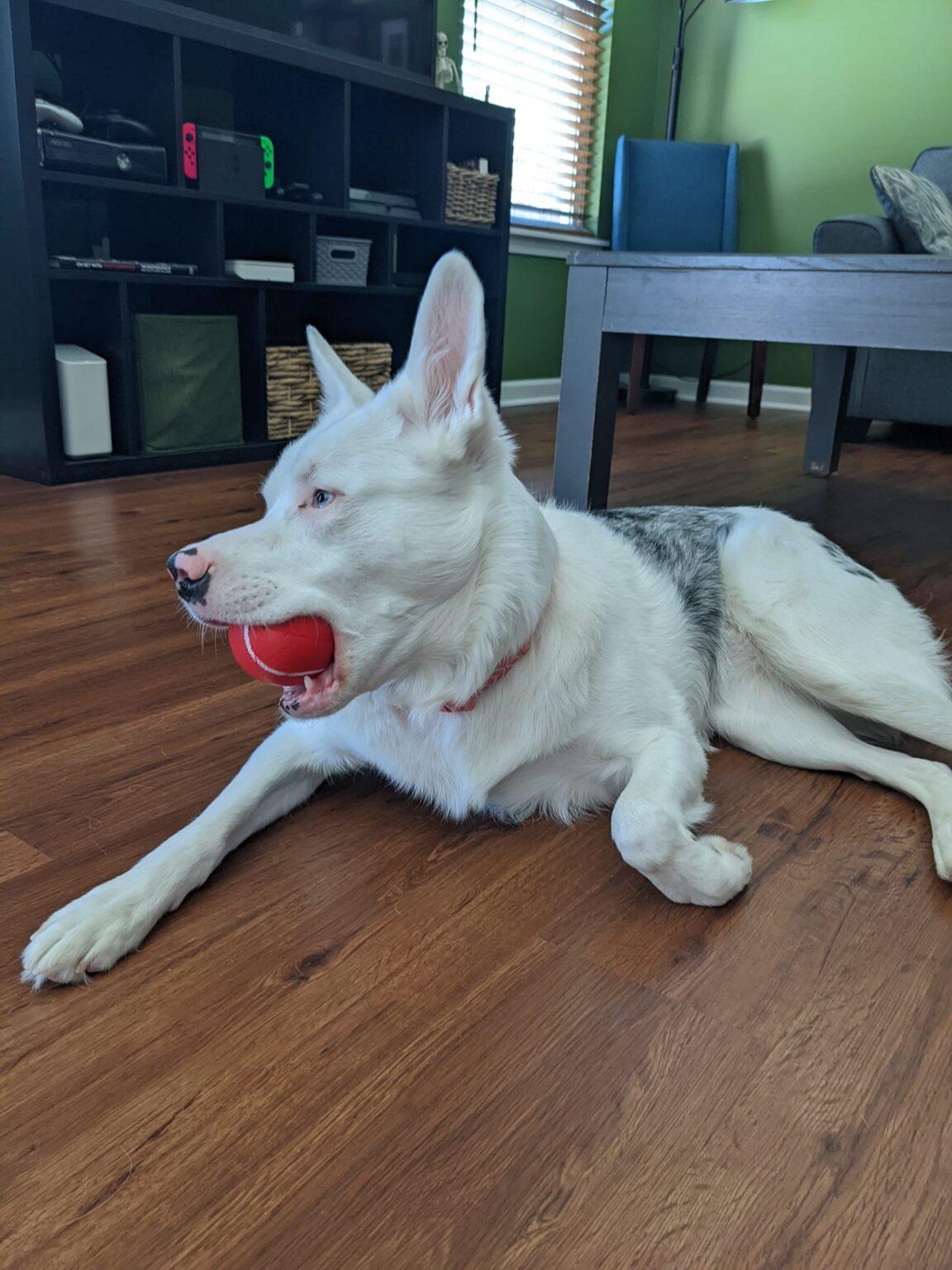 So You Want To Adopt? – Pink Heart Rescue