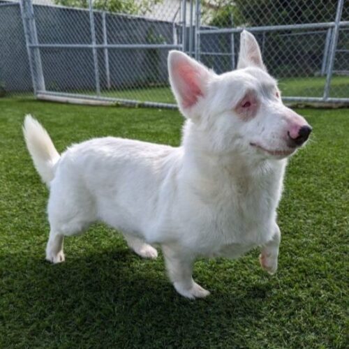 Pretty – Pink Heart Rescue